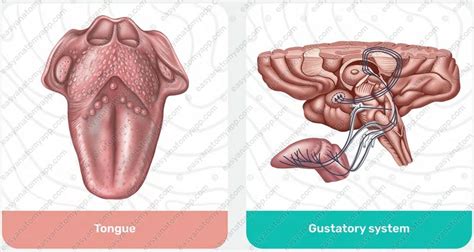 Gustatory System Easy Anatomy 3d