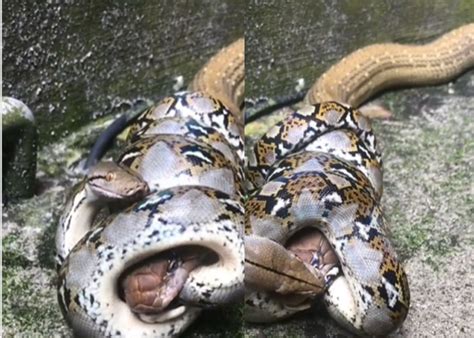 Video Astonishing Python Showdown