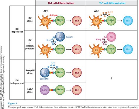 Figure 3 From Nonredundant Roles Of Basophils In Immunity Semantic