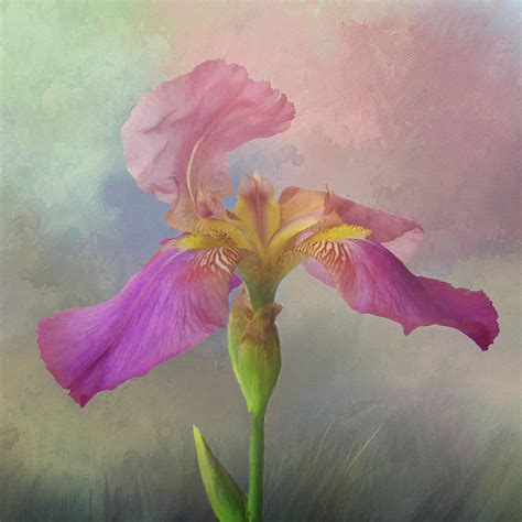 Dancing Iris 2 Photograph By David And Carol Kelly Pixels