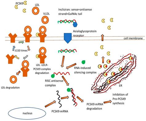 Inclisiran—safety And Effectiveness Of Small Interfering Rna In