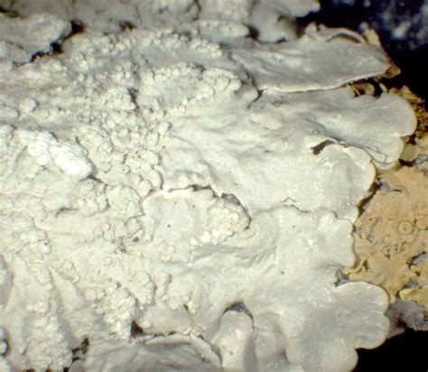 Flavoparmelia Soredians Nyl Hale Azorean Biodiversity Portal