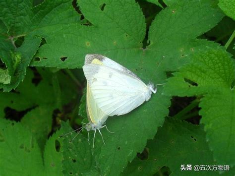 青岛常见蝴蝶图鉴