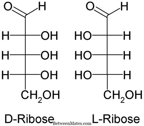 ความแตกตางระหวาง Deoxyribose และ Ribose Deoxyribose vs Ribose วทยาศาสตรและธรรมชาต 2025