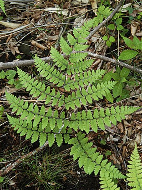 キヨタキシダ Diplazium squamigerum イワデンダ科 Woodsiaceae ノコギリシダ属 三河の植物観察