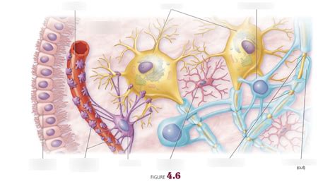 Ependymal Cells Diagram Quizlet