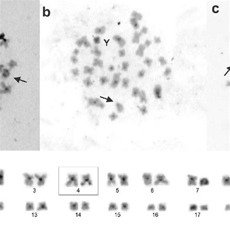 Map Showing Collection Sites Of Phyllotis Xanthopygus In 3 Provinces Of Download Scientific