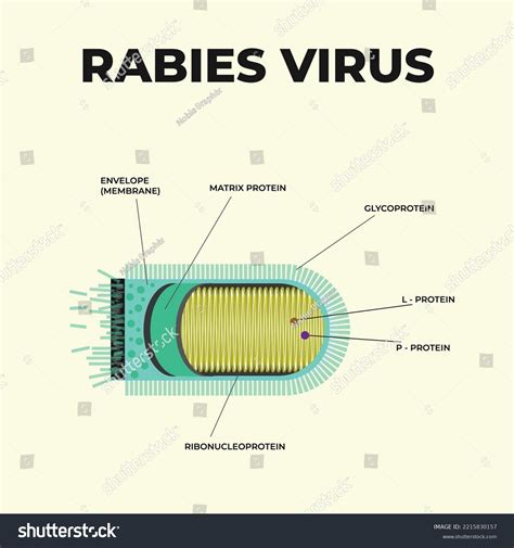 Rabies Virus Shape Structure Rabies Virus Stock Vector Royalty Free Shutterstock