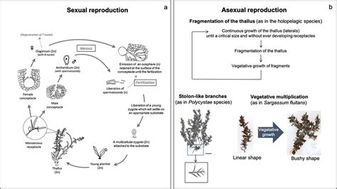 Sexual And Asexual Reproduction In The Genus Sargassum A An Example Download Scientific