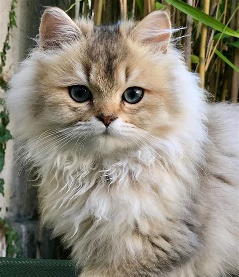 What Cats Are Fluffy At Gary Magana Blog