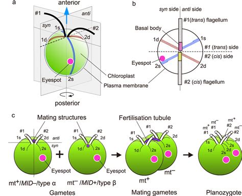 Schematic Diagram Of The Spatial Arrangement Of Download Scientific Diagram
