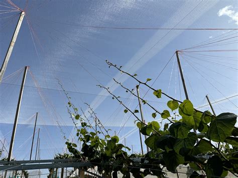 Orchard Operations News