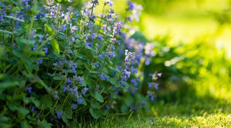 How To Plant Grow And Care For Catnip