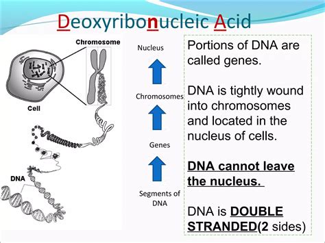 Structure Of Dna And Rna PPT