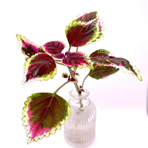 Coleus Trailing Rainbow Plum Cutting Etsy