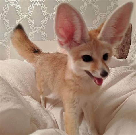 Fennec Rule R 196