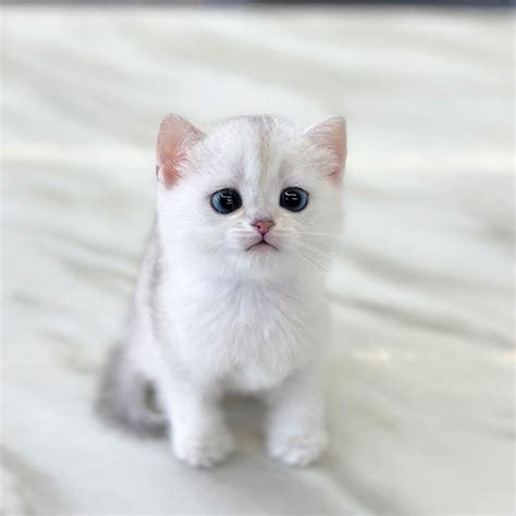 고양이분양 서울고양이분양 전국고양이분양 안산고양이분양 페르시안 미친 모량과 링스바이를 뽐내는 페르시안분양 합니다 🌸 ️당일분양 가능 ️운송분양 가능 ️예약분양 가능