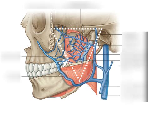 Veins Of Infratemporal Fossa Diagram Quizlet
