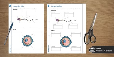 Egg Cell Function And Adaption Worksheet Junior Cycle