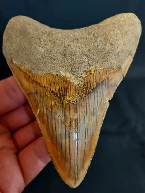 Megalodon Tand Stunningly Beautiful Huge Dark Megalodon Catawiki