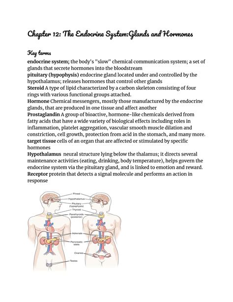 Solution Stucture Function Of The Human Body The Endocrine System