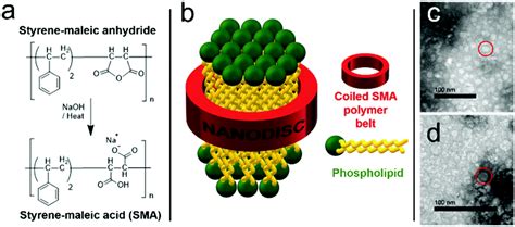 Phospholipid Synthesis Dehydration