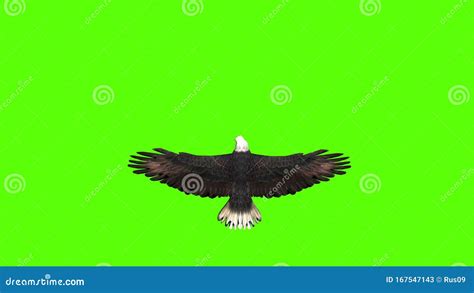 Bald Eagle In Top View On A Green Screen Stock Video Video Of