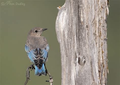 Juvenile Mountain Bluebird Exploring A Gnarly Old Fence Post