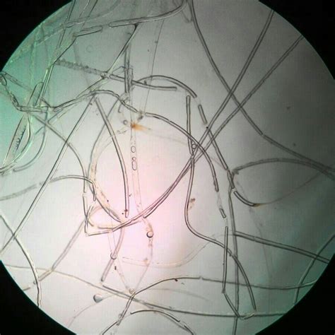 Biology Education Laporan Praktikum Biologi Dasar “bentuk Dan Struktur