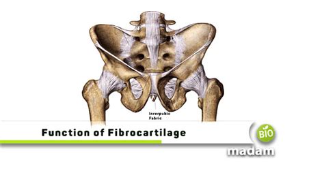 Function Of Fibrocartilage Biomadam