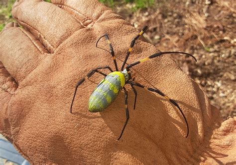 Large Exotic Joro Spider Discovered In The Smokies Is It A Problem