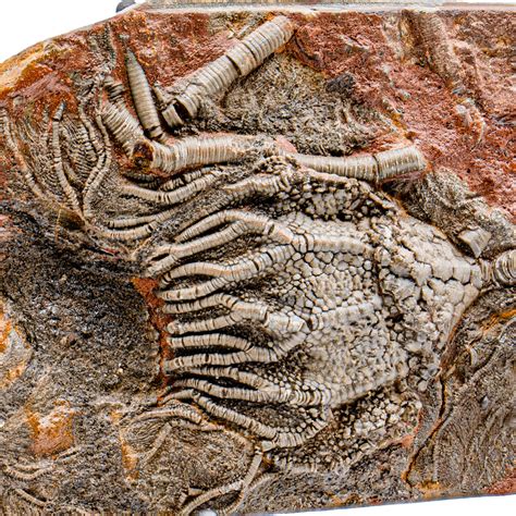 Sea Lilies Fossils