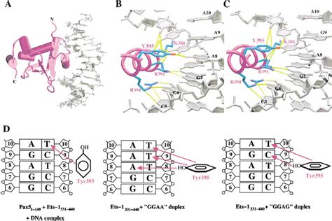 Details Of Ets 1bound To Two Different Dna Sequences And The Difference Download Scientific