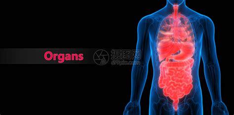 人体器官系统解剖学的3d插图高清图片下载 正版图片507478554 摄图网