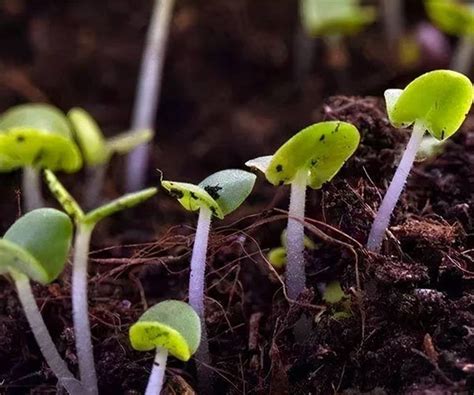 Humic Acid Effects In Crop Drought Resistance Wellyou Tech