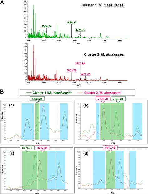 A Two Clusters Of M Abscessus Complex Spectra Ie Cluster 1 M Download Scientific