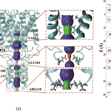 A Graphical Representation Of The Pore Lining Side Chains Of Tb Mscl