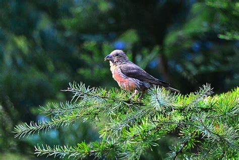 イスカ kiyo爺の鳥撮り