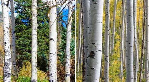 Aspen Trees Types Leaves Flowers Including Quaking Aspen