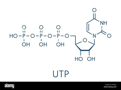 Uridine Triphosphate Utp Nucleotide Molecule Building Block Of Rna Skeletal Formula Stock