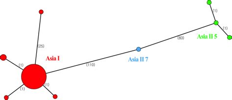 Minimum Spanning Network Depicting The Evolutionary Relationships Among Download Scientific