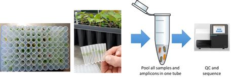 Amplicon Sequencing Ampseq Concept And Data Analysis