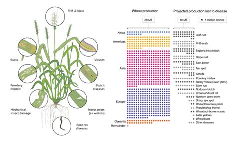 The Wheat R Gene Atlas Mapping The Way Towards Durable Resistance Genes Bgri Borlaug