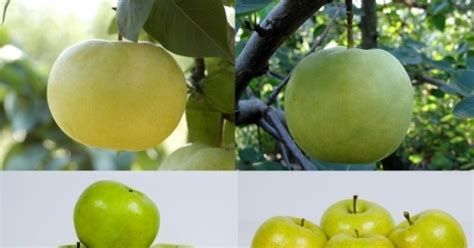 과일 색色의 변신은 무죄색깔로 소비자 유혹