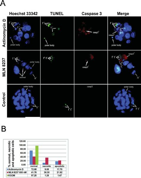 Fluorescence Micrographs Of Mouse Actinomycin D Treated Embryo Download Scientific Diagram
