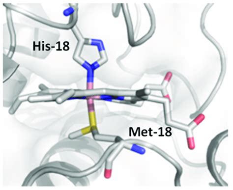 Crystal Structure Of Co Cyt C Active Site Pdb 1lfm Highlighted Download Scientific Diagram