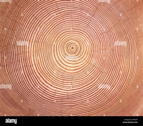 Larch Larix Tree Trunk Cross Section Tree Rings Stock Photo Alamy