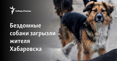 Бездомные собаки загрызли жителя Хабаровска
