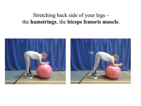 Exercises For Spine Guide 1 Stretching And Mobilization Ppt