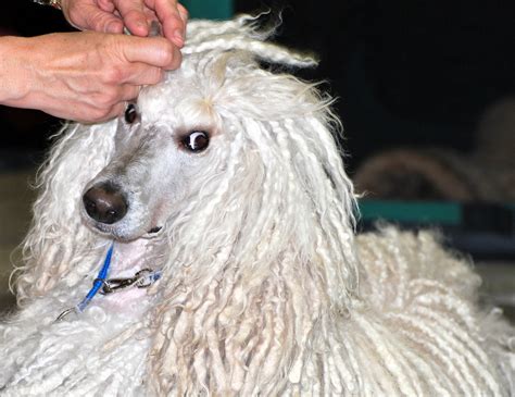 Corded Standard Poodle